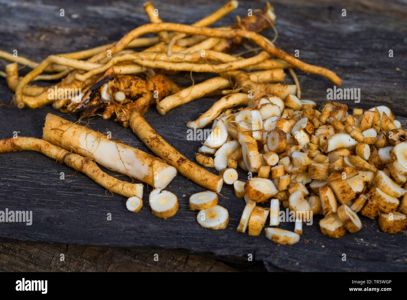 blue sailors, common chicory, wild succory (Cichorium intybus), roots ...