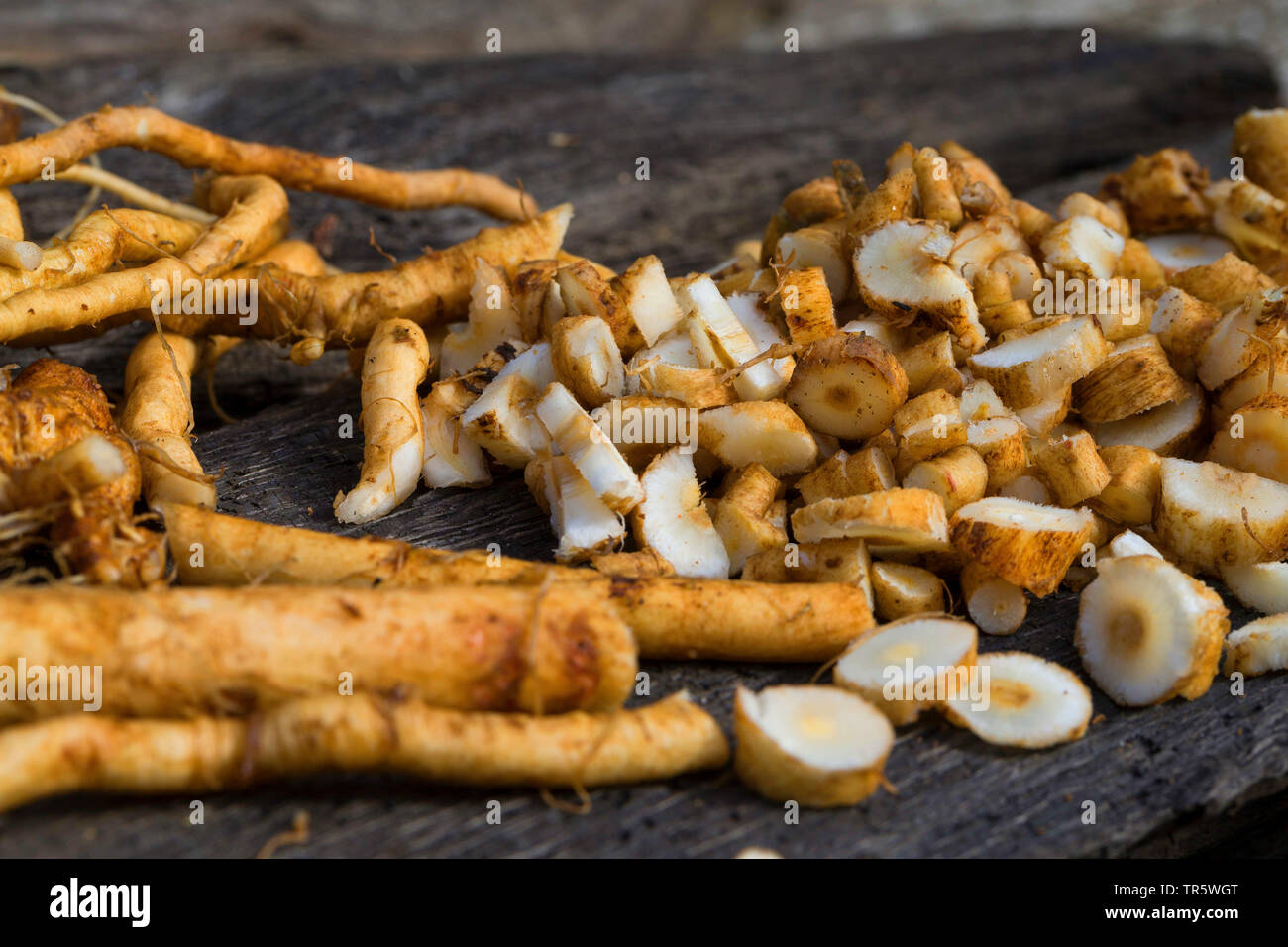 blue sailors, common chicory, wild succory (Cichorium intybus), roots ...