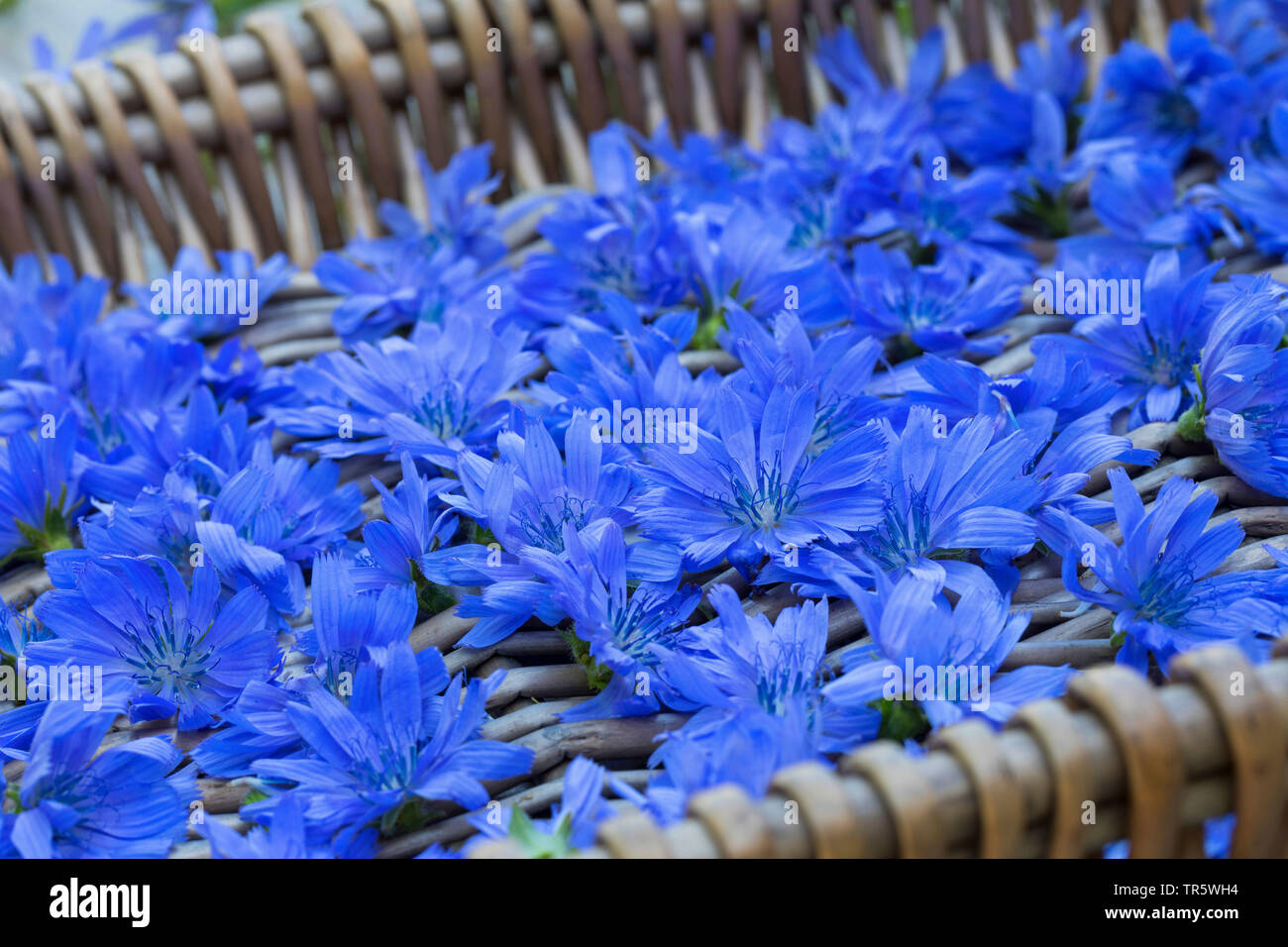 blue sailors, common chicory, wild succory (Cichorium intybus ...