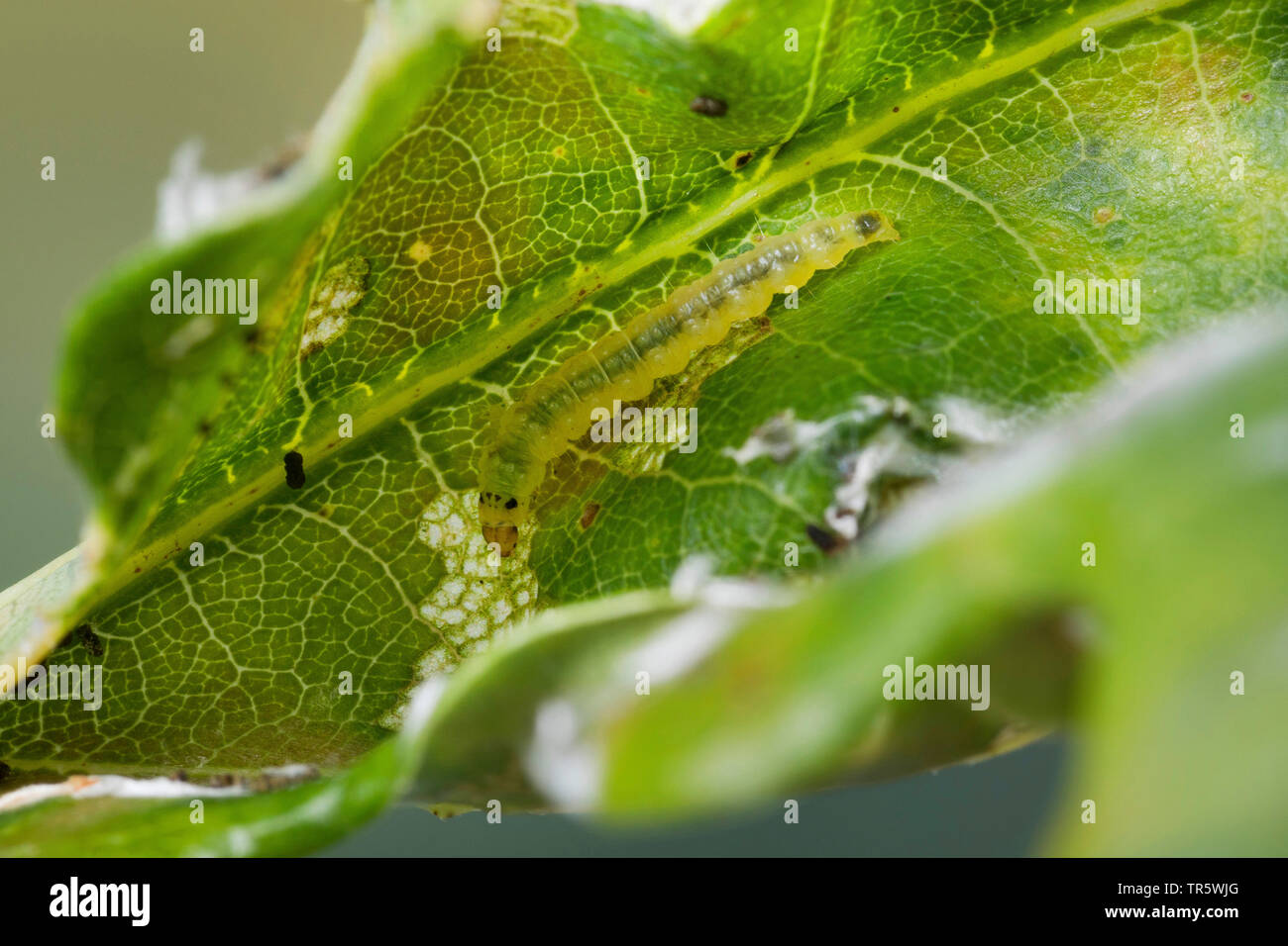 Tortrix moth caterpillar hi-res stock photography and images - Alamy