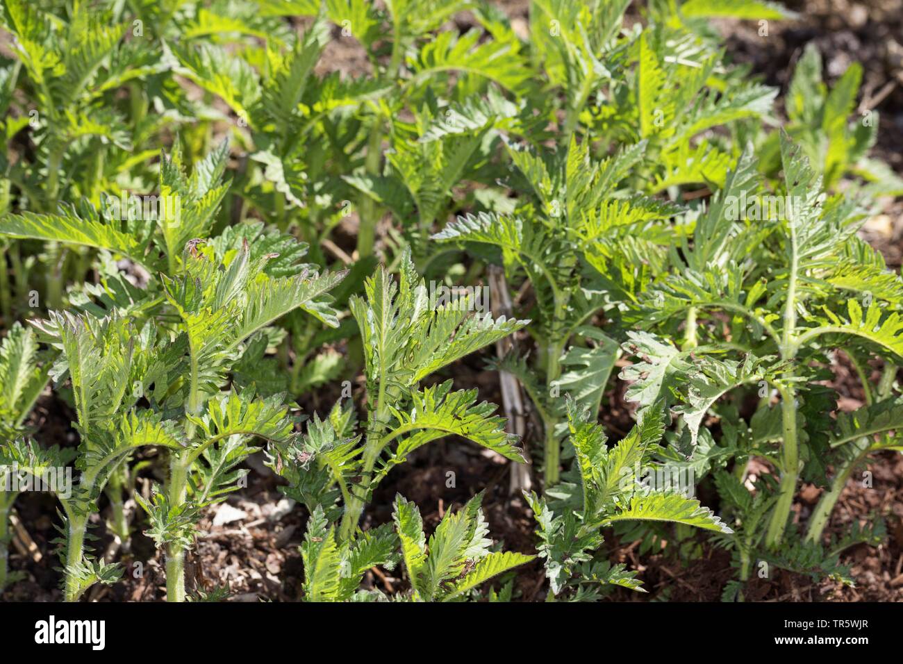 Lycopus europaeus gypsywort hi-res stock photography and images - Alamy