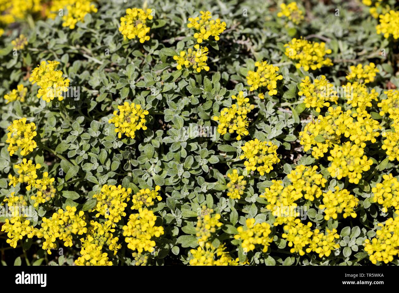 Alpine alison, Alpine alyssum (Alyssum alpestre), blooming, Switzerland ...
