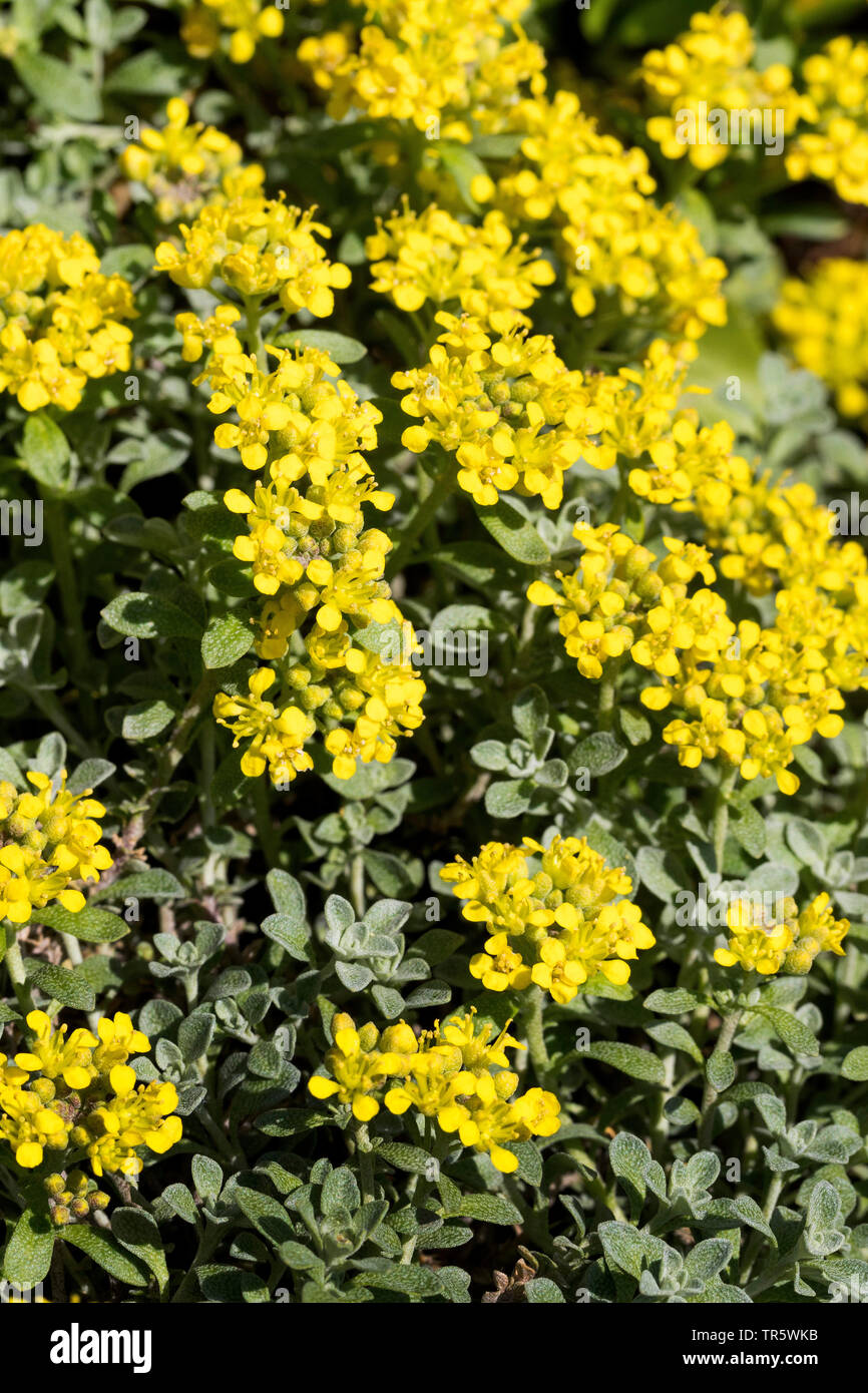Alpine alison, Alpine alyssum (Alyssum alpestre), blooming, Switzerland ...
