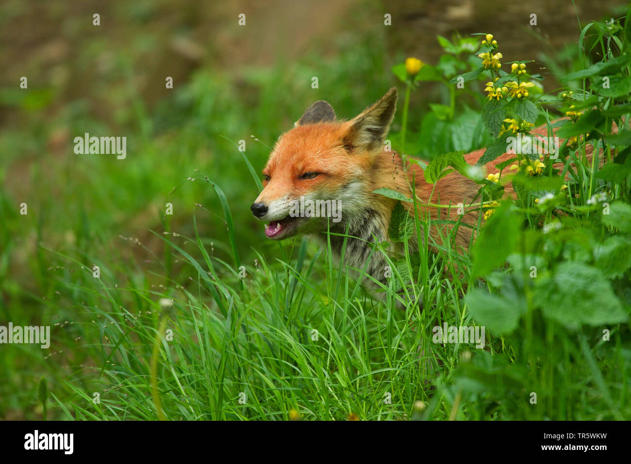 red fox (Vulpes vulpes), roaming through a high meadow, side view ...