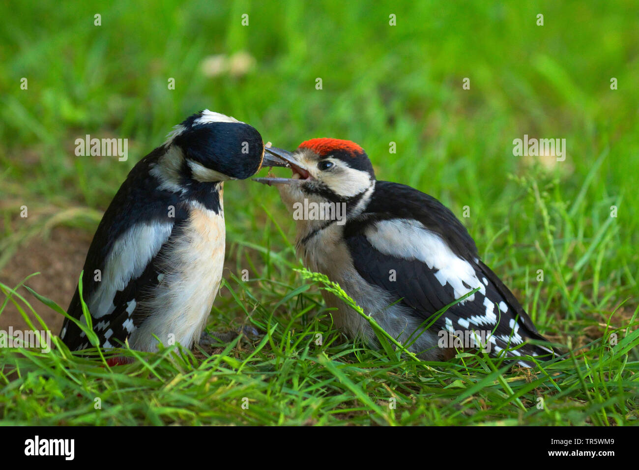 Great spotted woodpecker (Picoides major, Dendrocopos major), adult ...