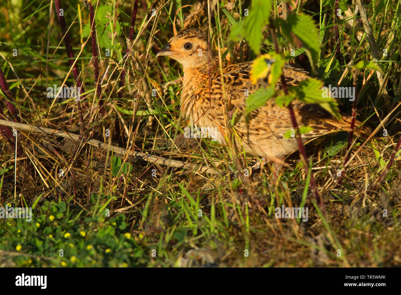 Baby pheasants hi-res stock photography and images - Alamy