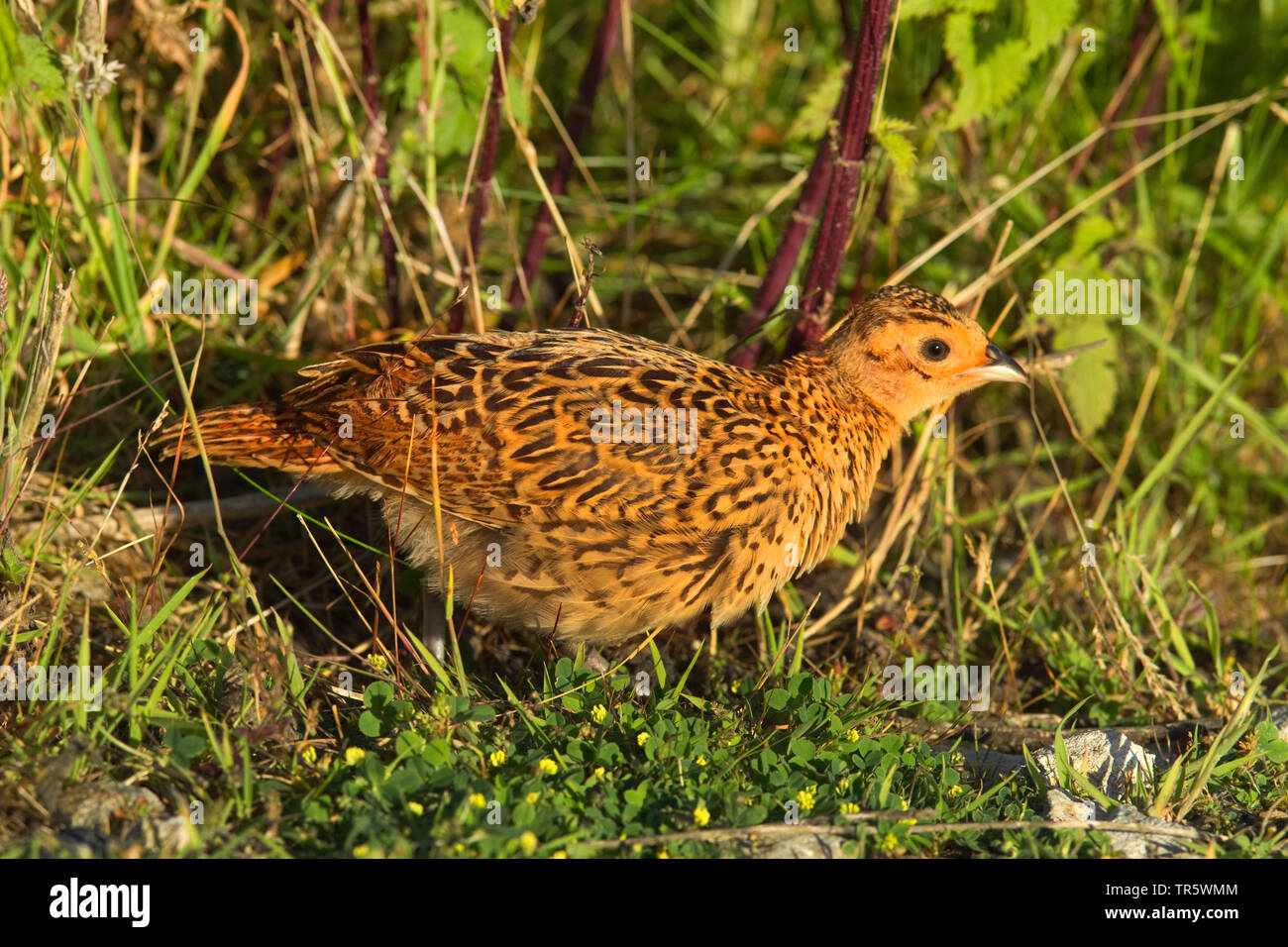 Common pheasant, Caucasus Pheasant, Caucasian Pheasant (Phasianus ...