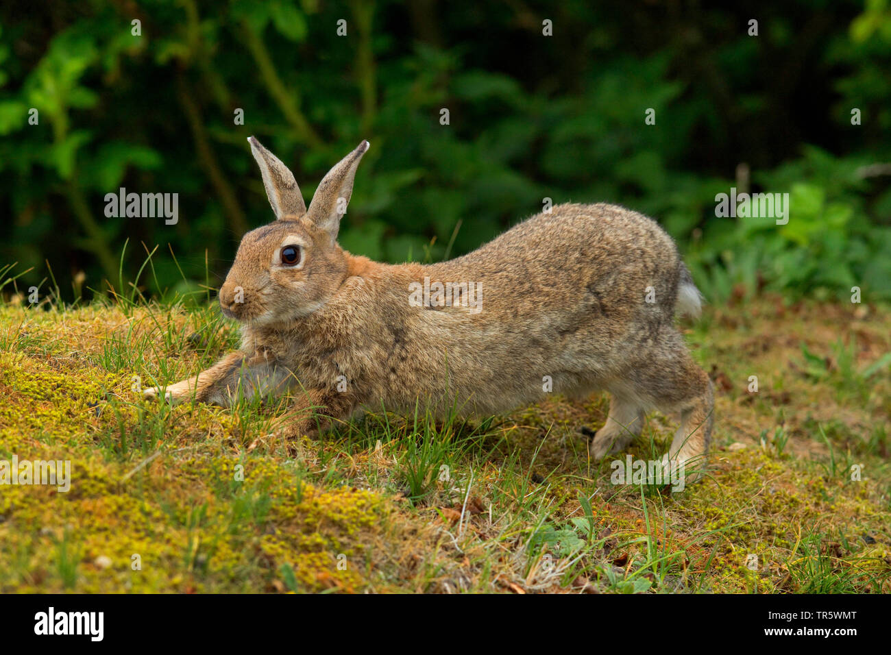 Animal stretching hi-res stock photography and images - Alamy