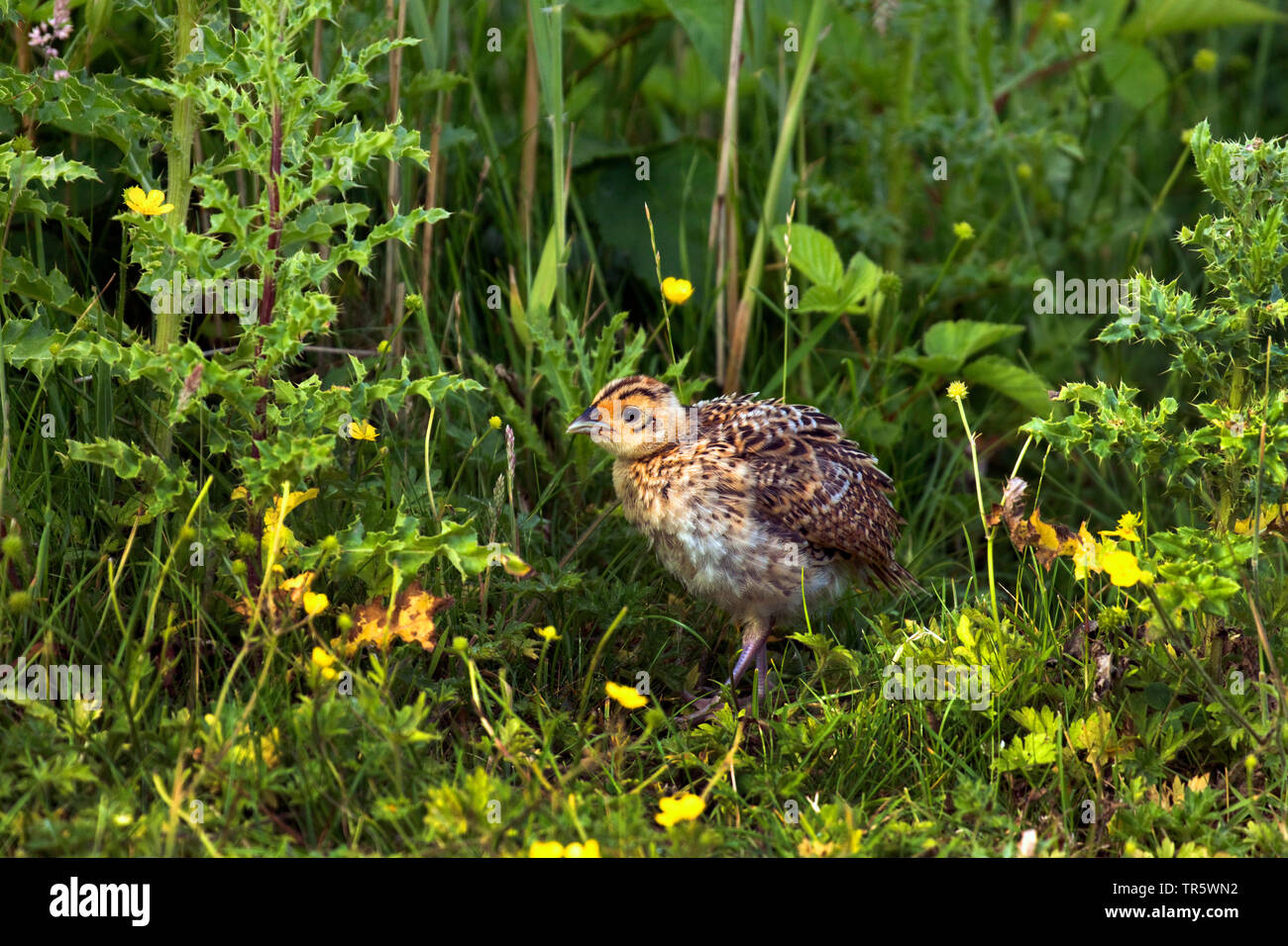 Juvenile pheasant hi-res stock photography and images - Alamy