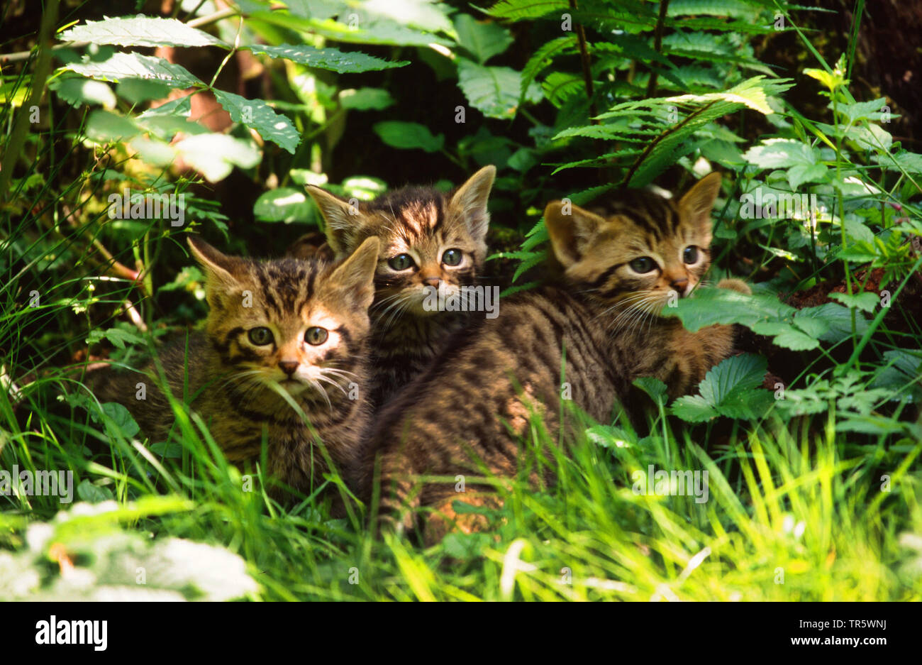 wild cat (Felis silvestris), three young wildcats sitting in the shrub ...