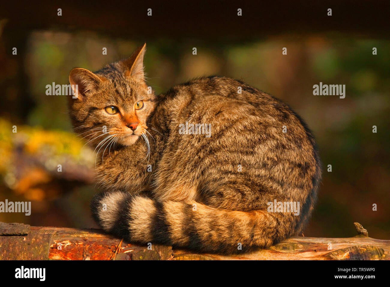 European wildcat, forest wildcat (Felis silvestris silvestris ...