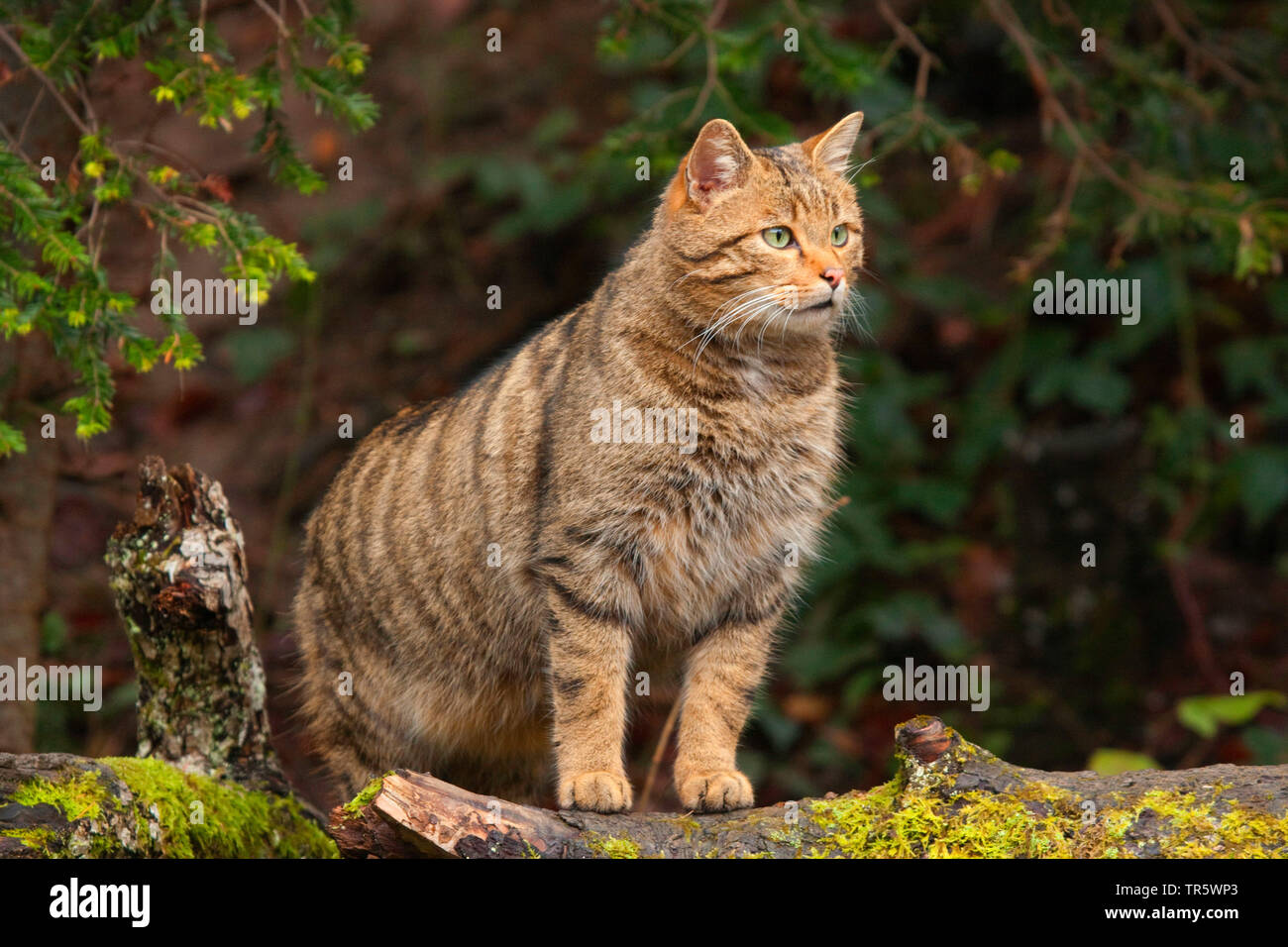 European wildcat standing hi-res stock photography and images - Alamy