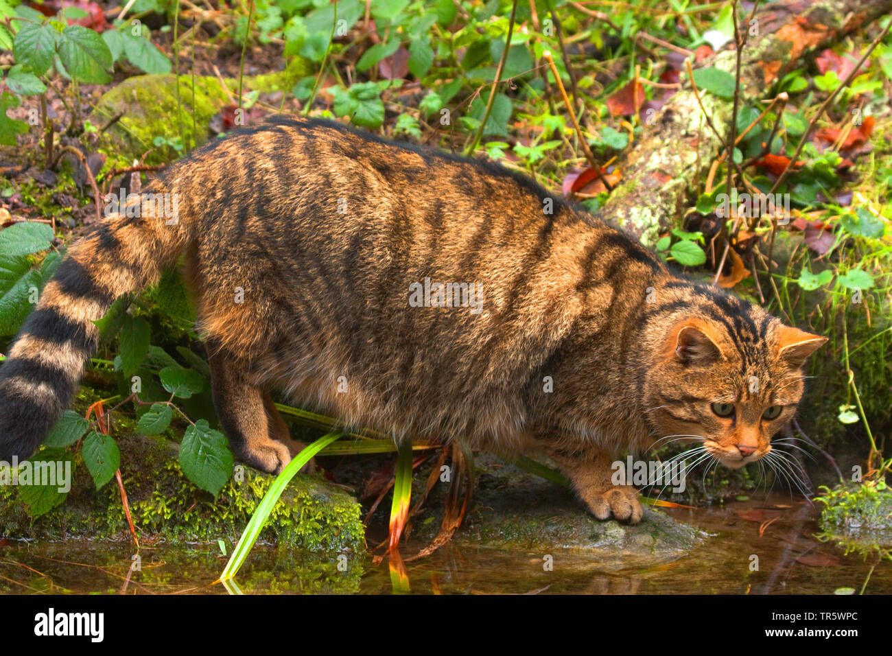 European wildcat standing hi-res stock photography and images - Alamy