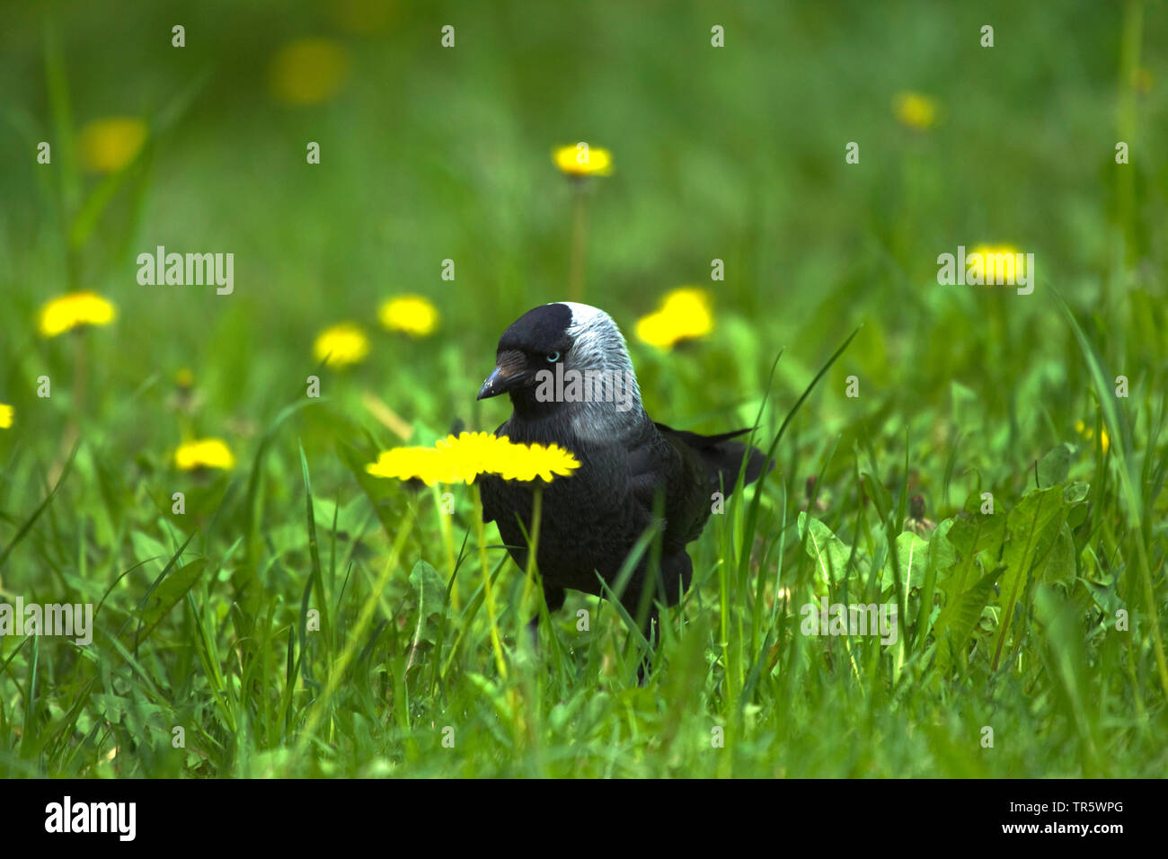 Dandelion Blowing Birds