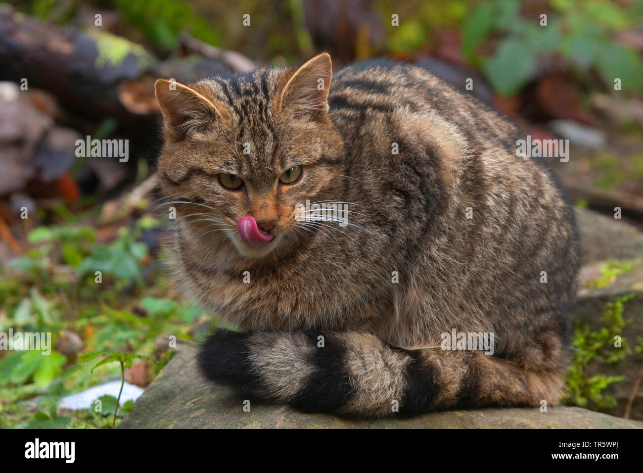 Forest on the rocks hi-res stock photography and images - Alamy