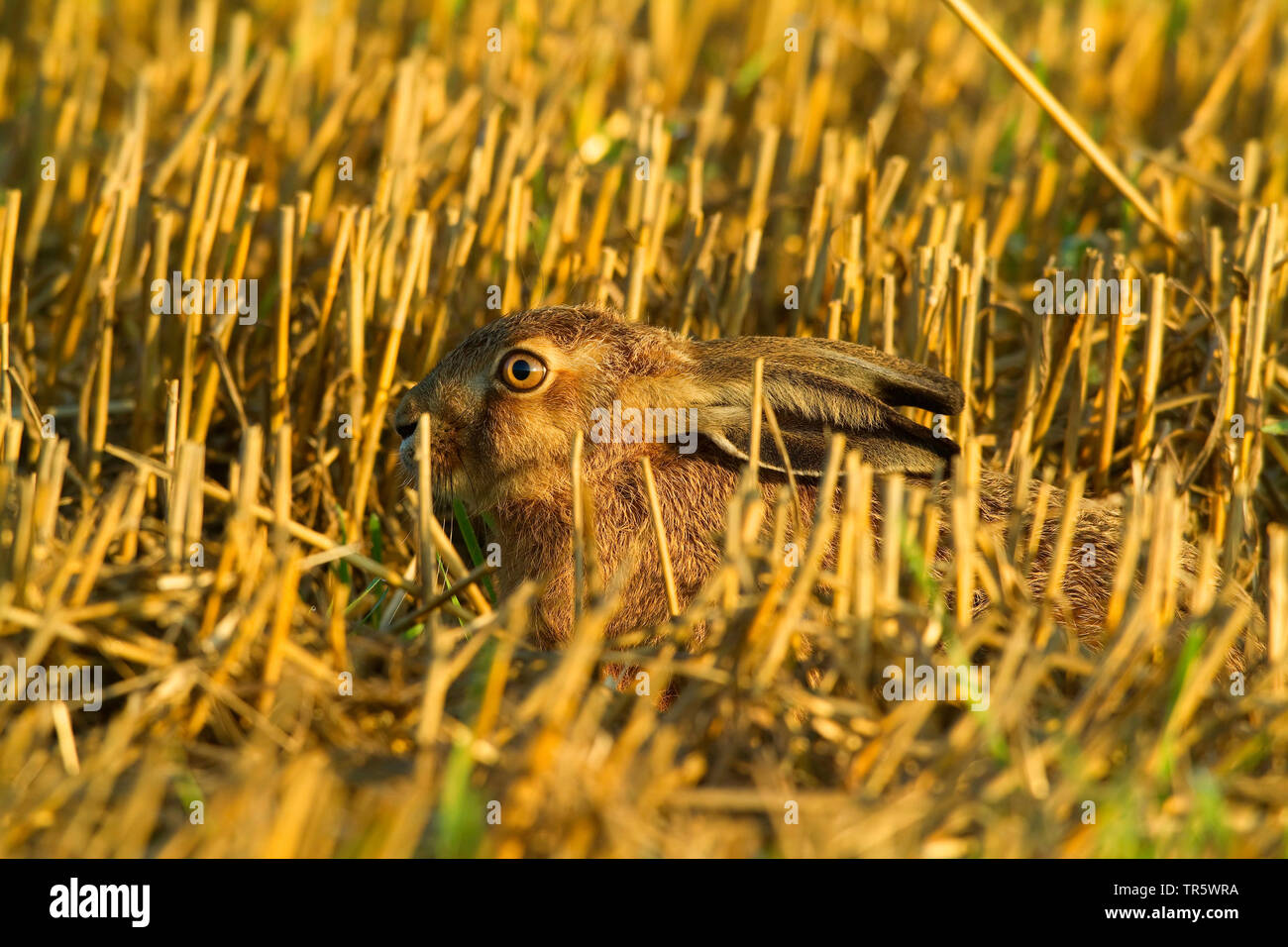 Hares form hi-res stock photography and images - Alamy