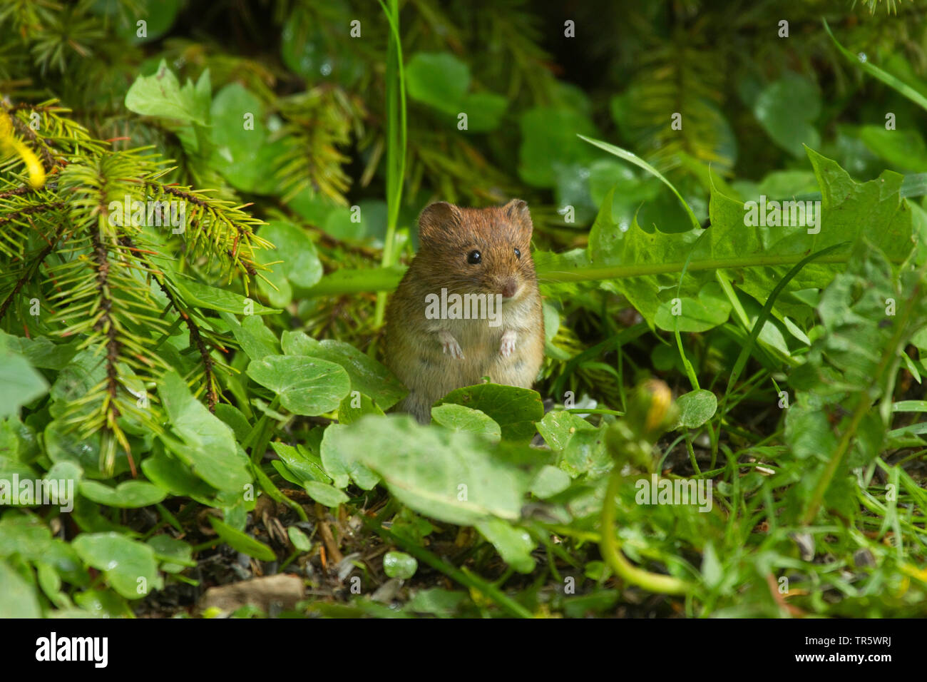 bank vole (Clethrionomys glareolus, Myodes glareolus), standing on the ...