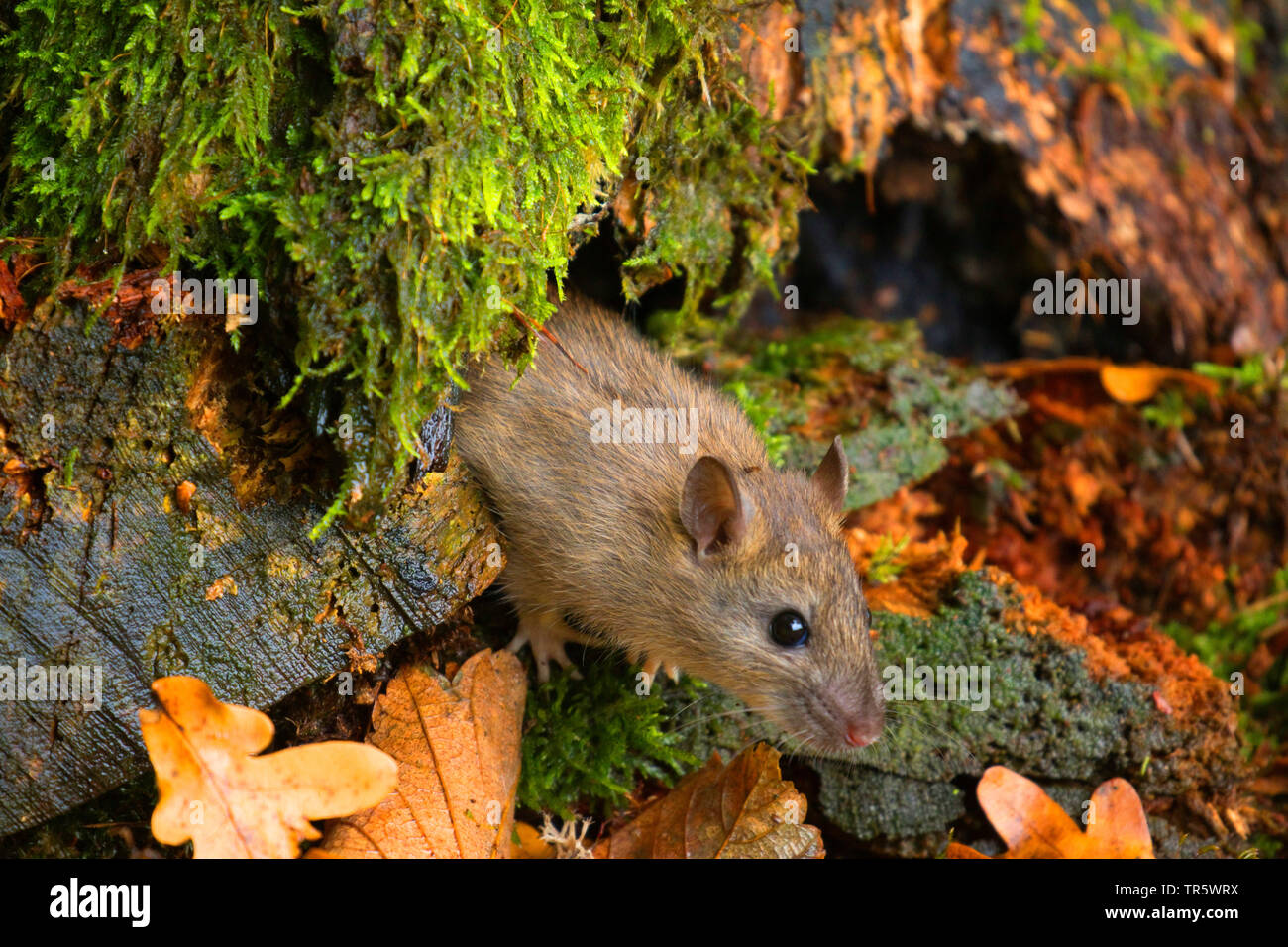 bank vole (Clethrionomys glareolus, Myodes glareolus), crawling out a ...