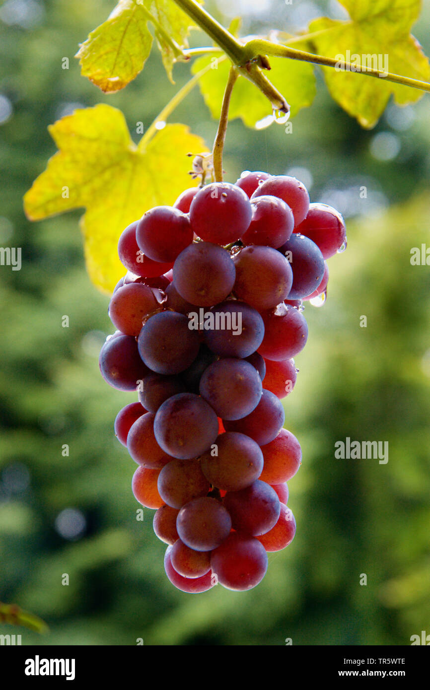 grape-vine, vine (Vitis vinifera), ready for harvesting red grapes ...