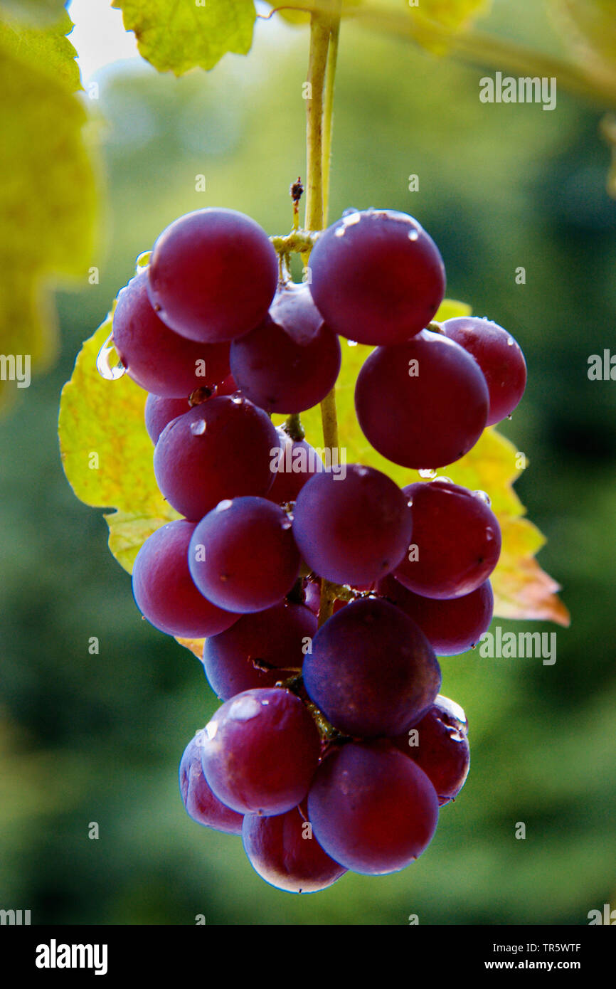 grape-vine, vine (Vitis vinifera), ready for harvesting red grapes ...