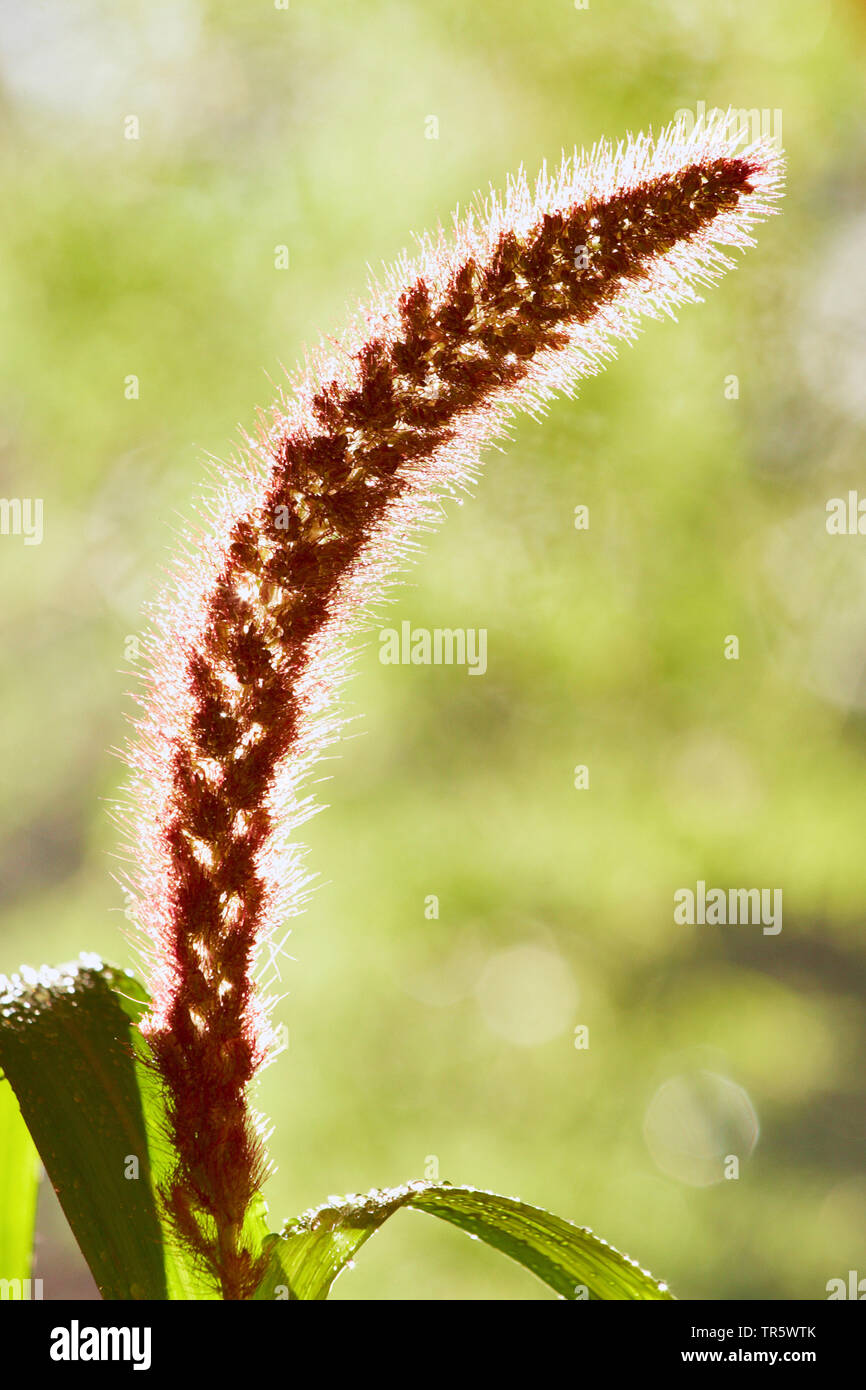 Stiff bristle grass hi-res stock photography and images - Alamy