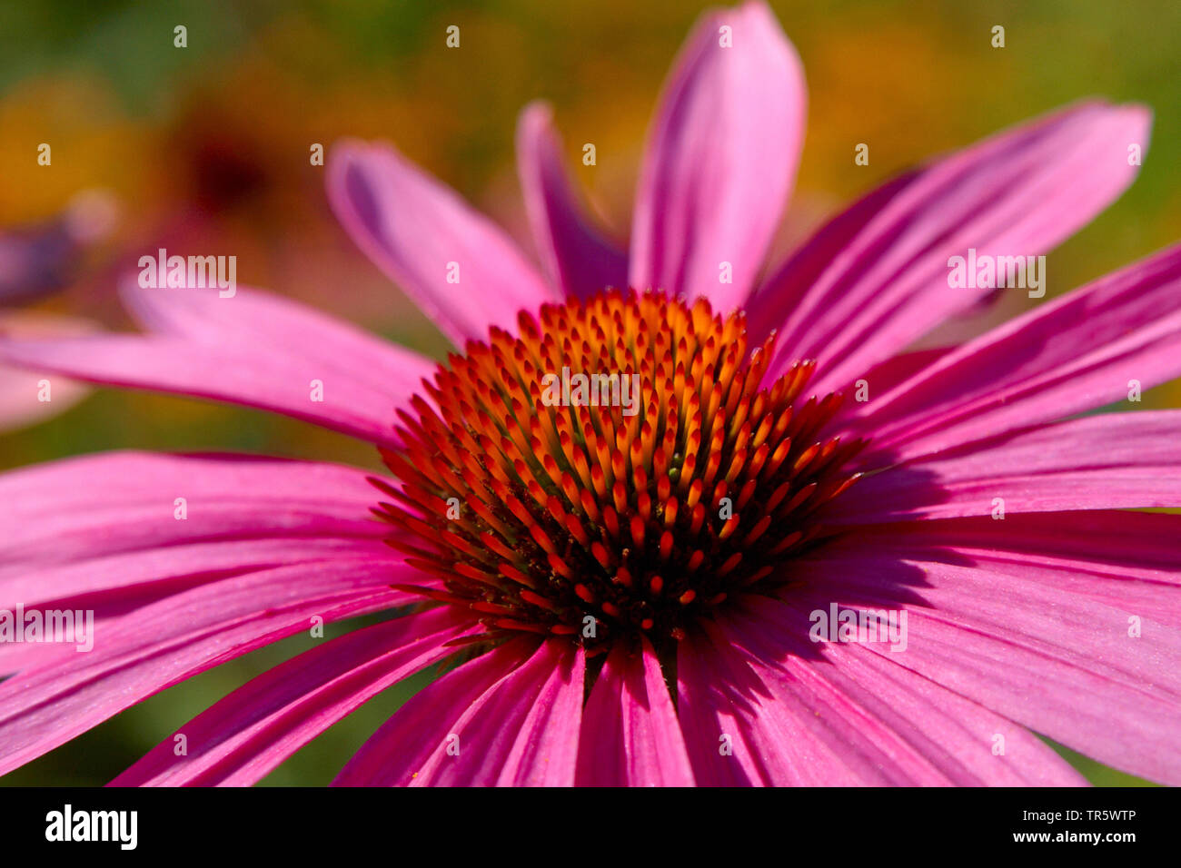 Purple Cone Flower, Eastern purple-coneflower, Purple-coneflower ...