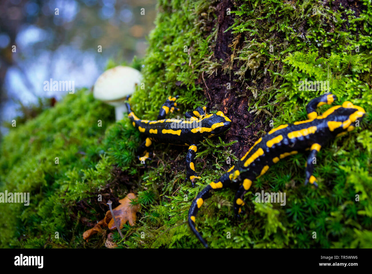 European fire salamander (Salamandra salamandra), two salamanders in a ...