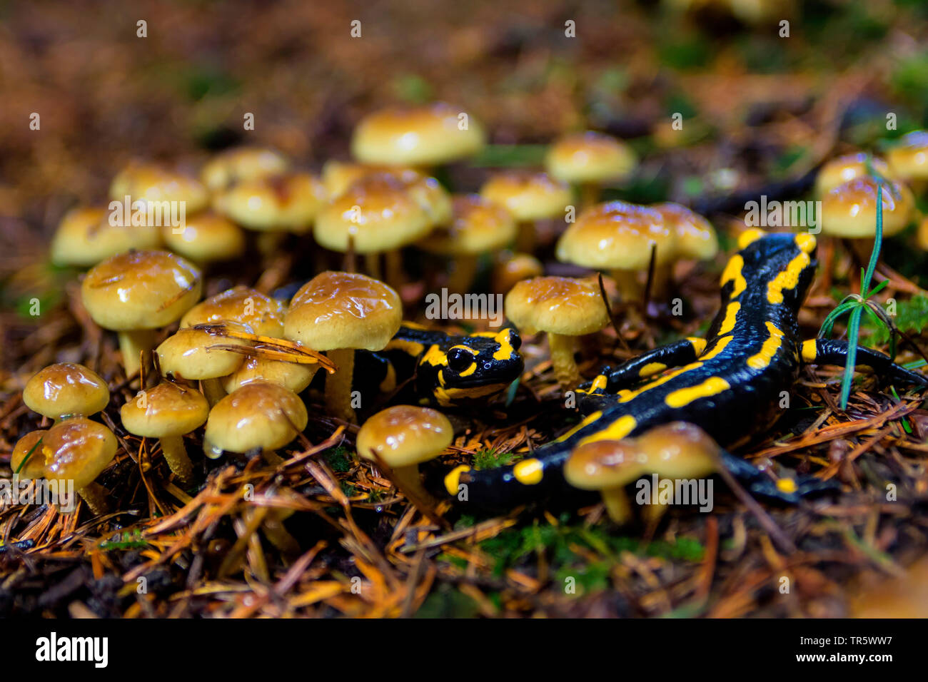 European fire salamander (Salamandra salamandra), two salamanders in a forest searching for food ...