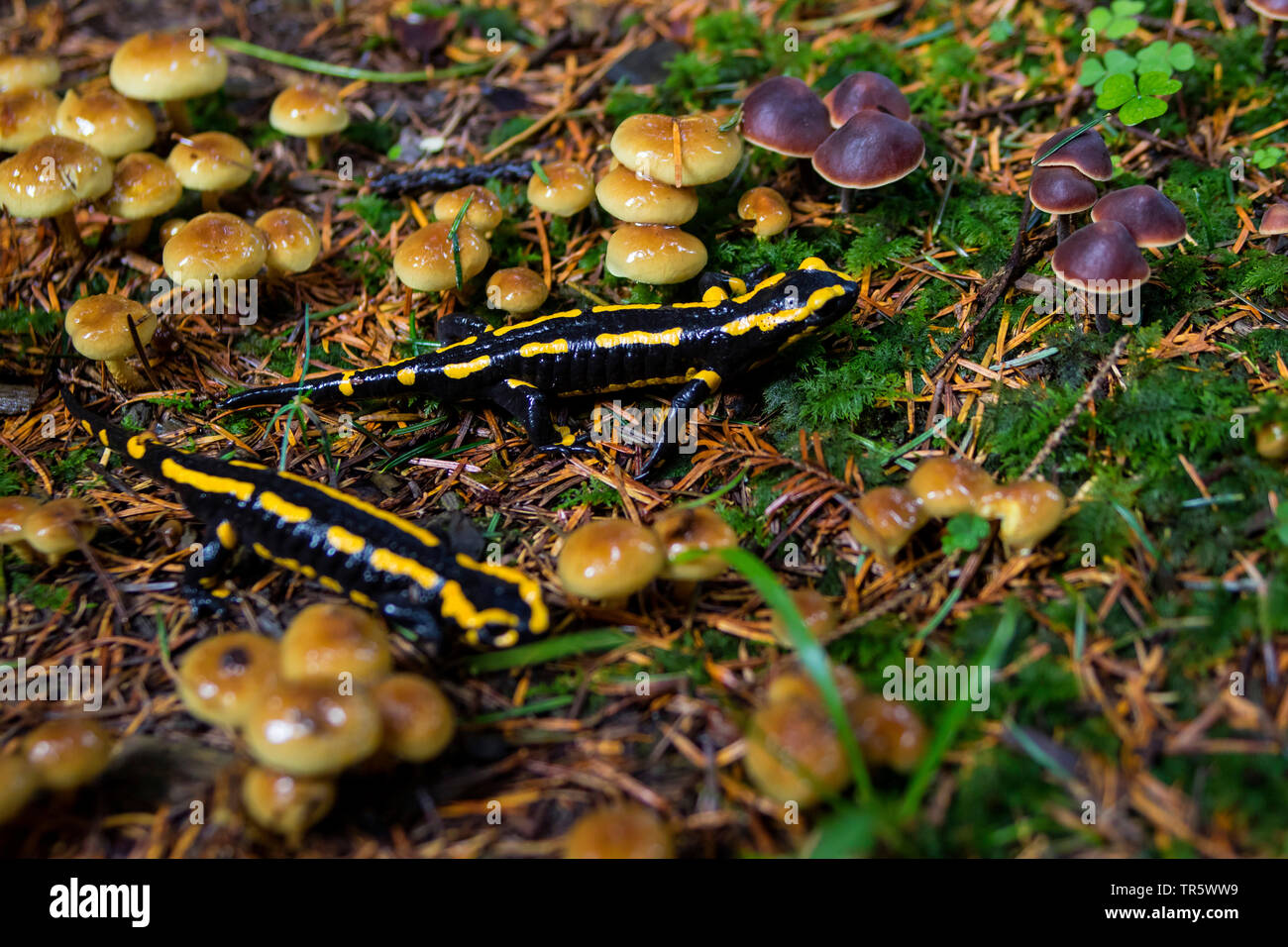 European fire salamander (Salamandra salamandra), two salamanders in a ...