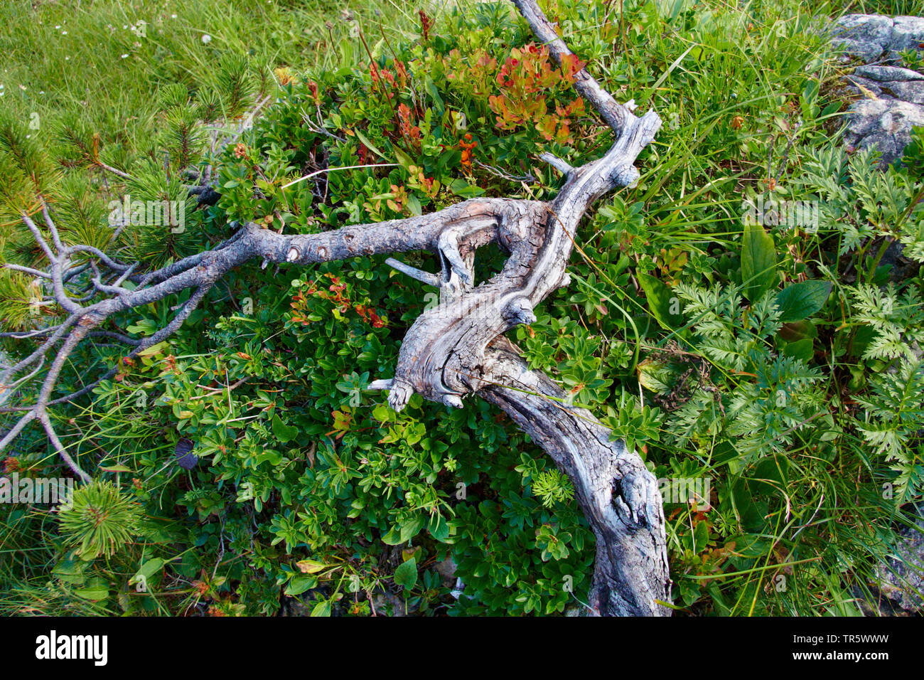 Mountain pine, Mugo pine (Pinus mugo), dead Mountain pine with blue ...