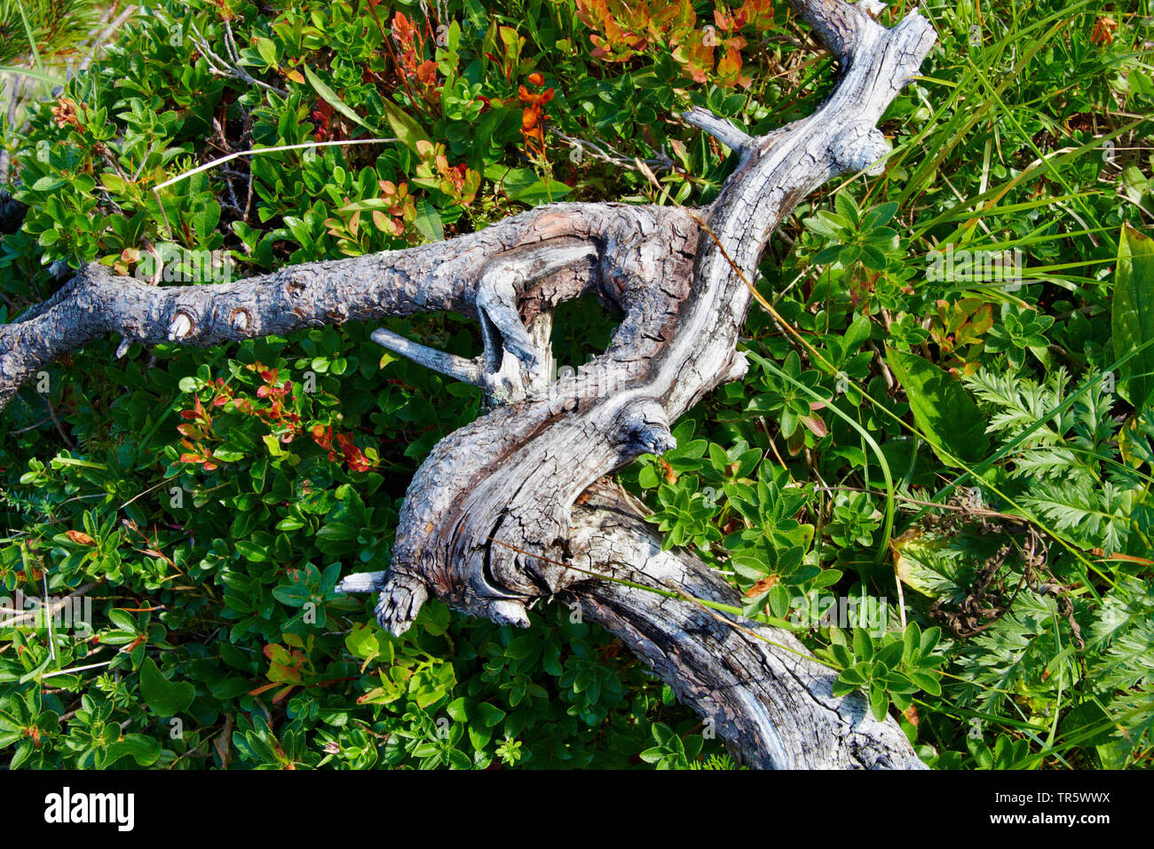 Mountain pine, Mugo pine (Pinus mugo), dead Mountain pine with blue ...