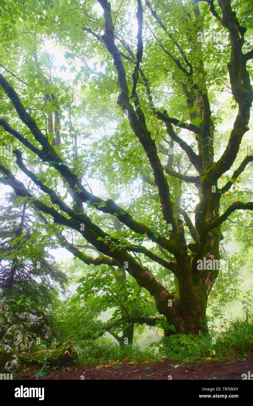 sycamore maple, great maple (Acer pseudoplatanus), old maple tree in a ... sycamore maple, great maple (Acer pseudoplatanus), old maple tree in a ...
