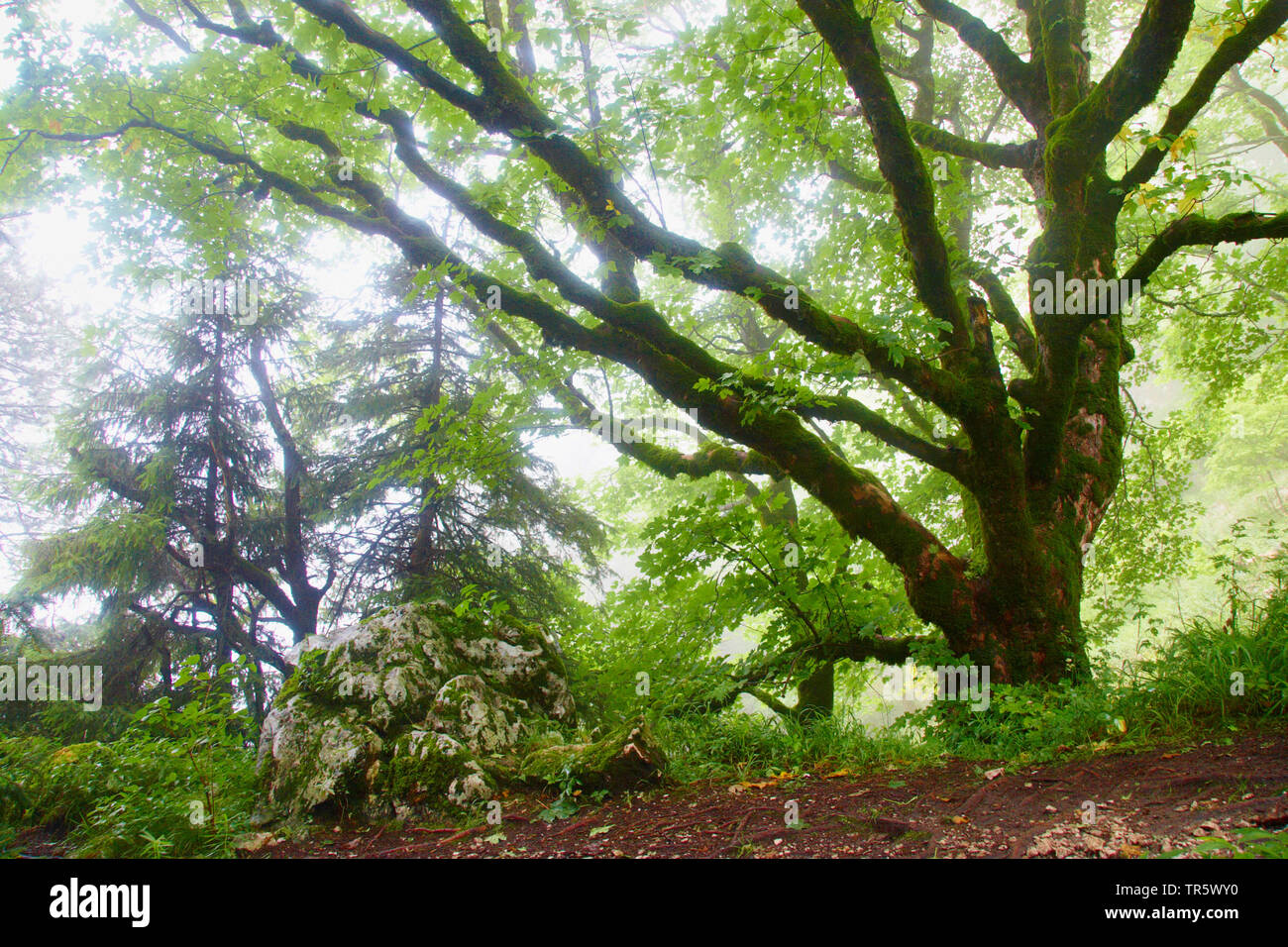 Old maple tree hi-res stock photography and images - Alamy