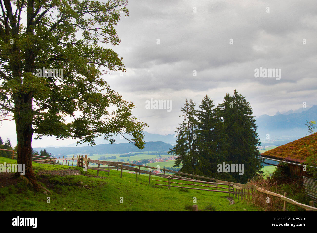 pasture in summer, Germany, Bavaria, Allgaeu Stock Photo - Alamy