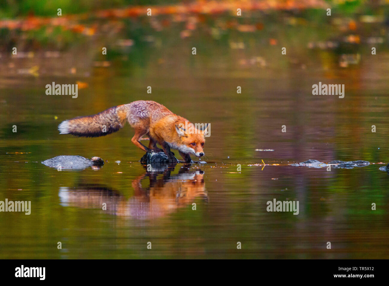 red fox (Vulpes vulpes), standing in shallow water and trying to catch ...