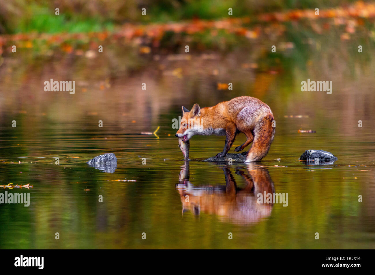 red fox (Vulpes vulpes), standing in shallow water und eating a fish ...