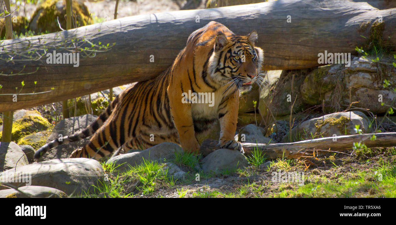 tiger (Panthera tigris), walking beneath a tree trunk, side view Stock ...