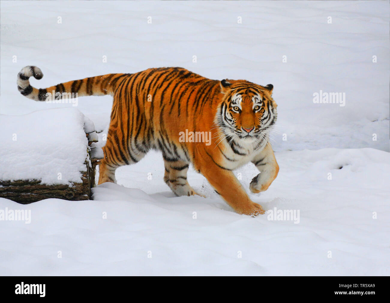 Tiger Walking Down