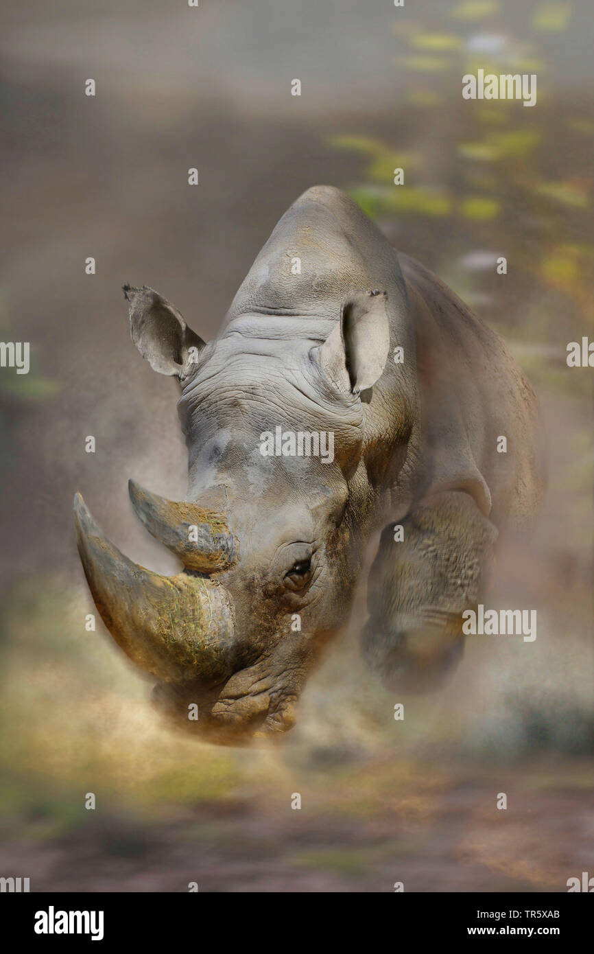attacking rhino, front view, Kenya Stock Photo - Alamy