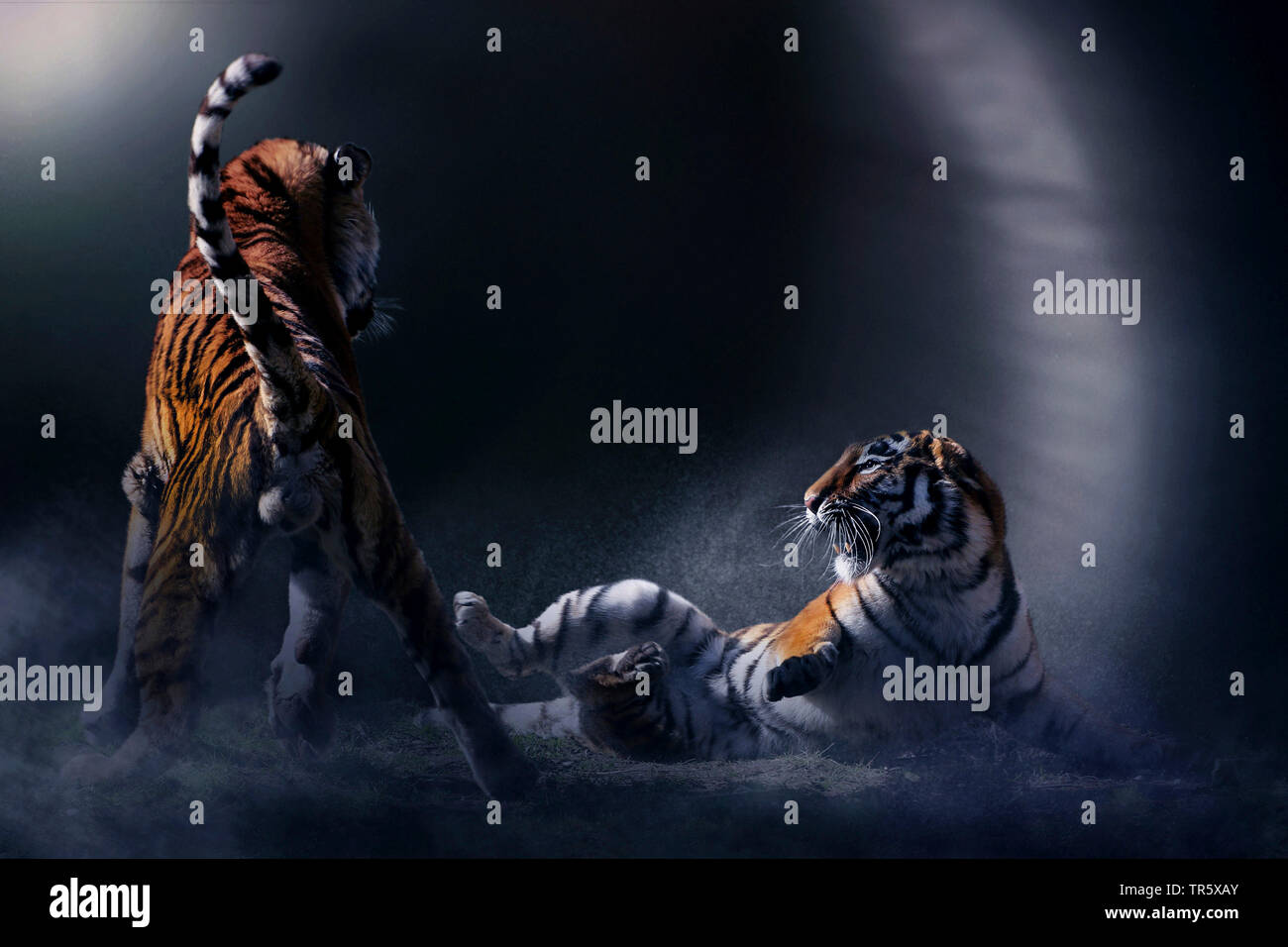 Tiger fight hi-res stock photography and images - Alamy