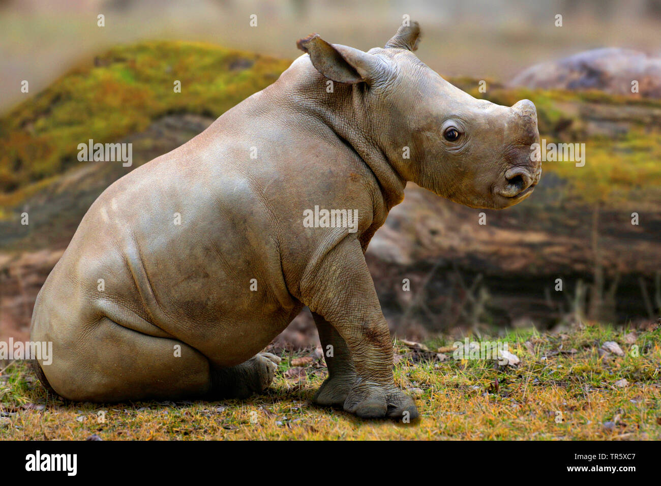 baby rhino sitting in front of a mossy tree trunk, side view Stock ...