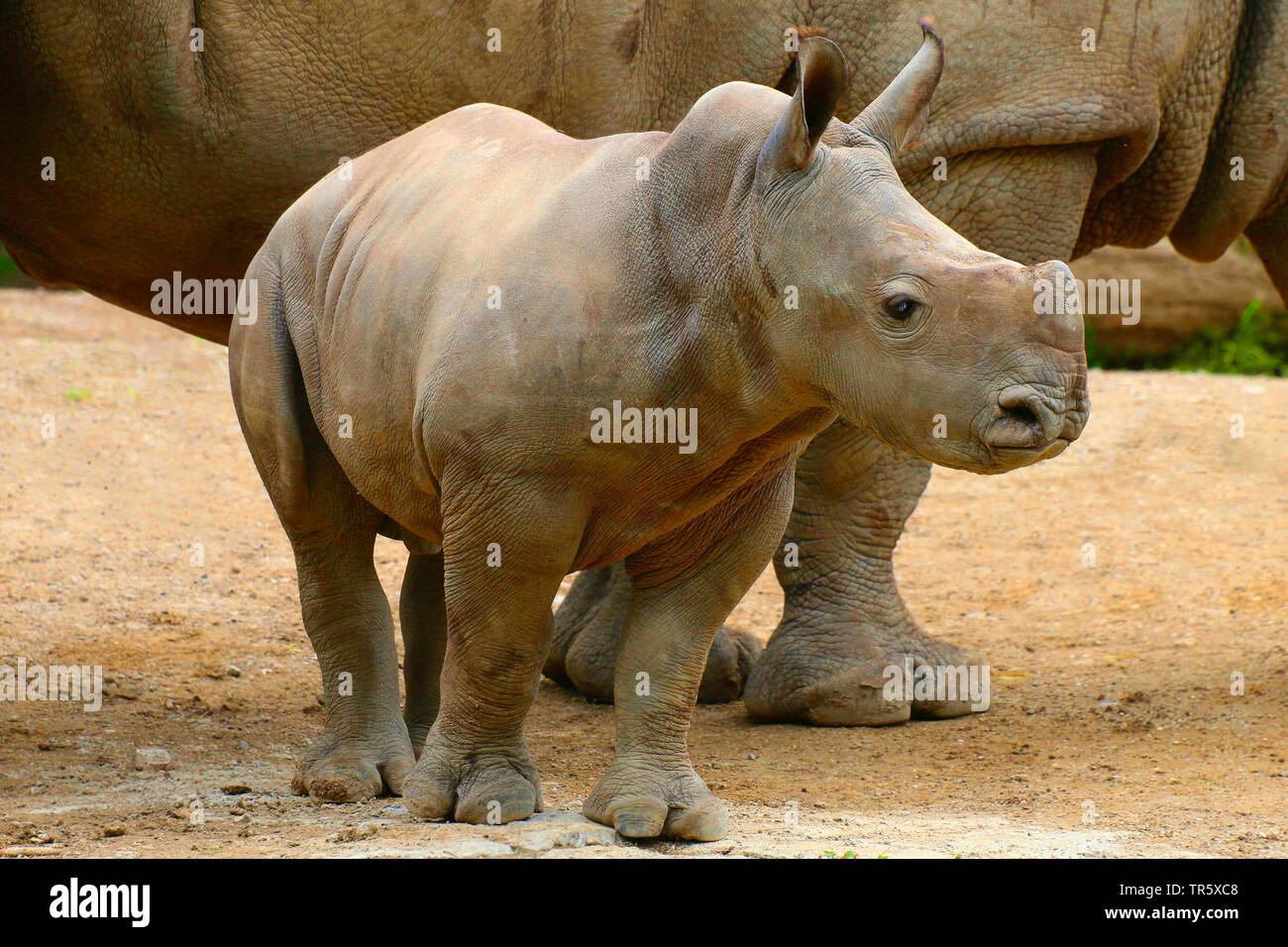 baby rhinoceros near its mother Stock Photo - Alamy