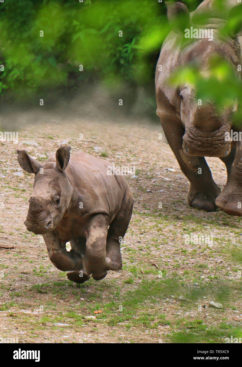 Rhino calf running hi-res stock photography and images - Alamy