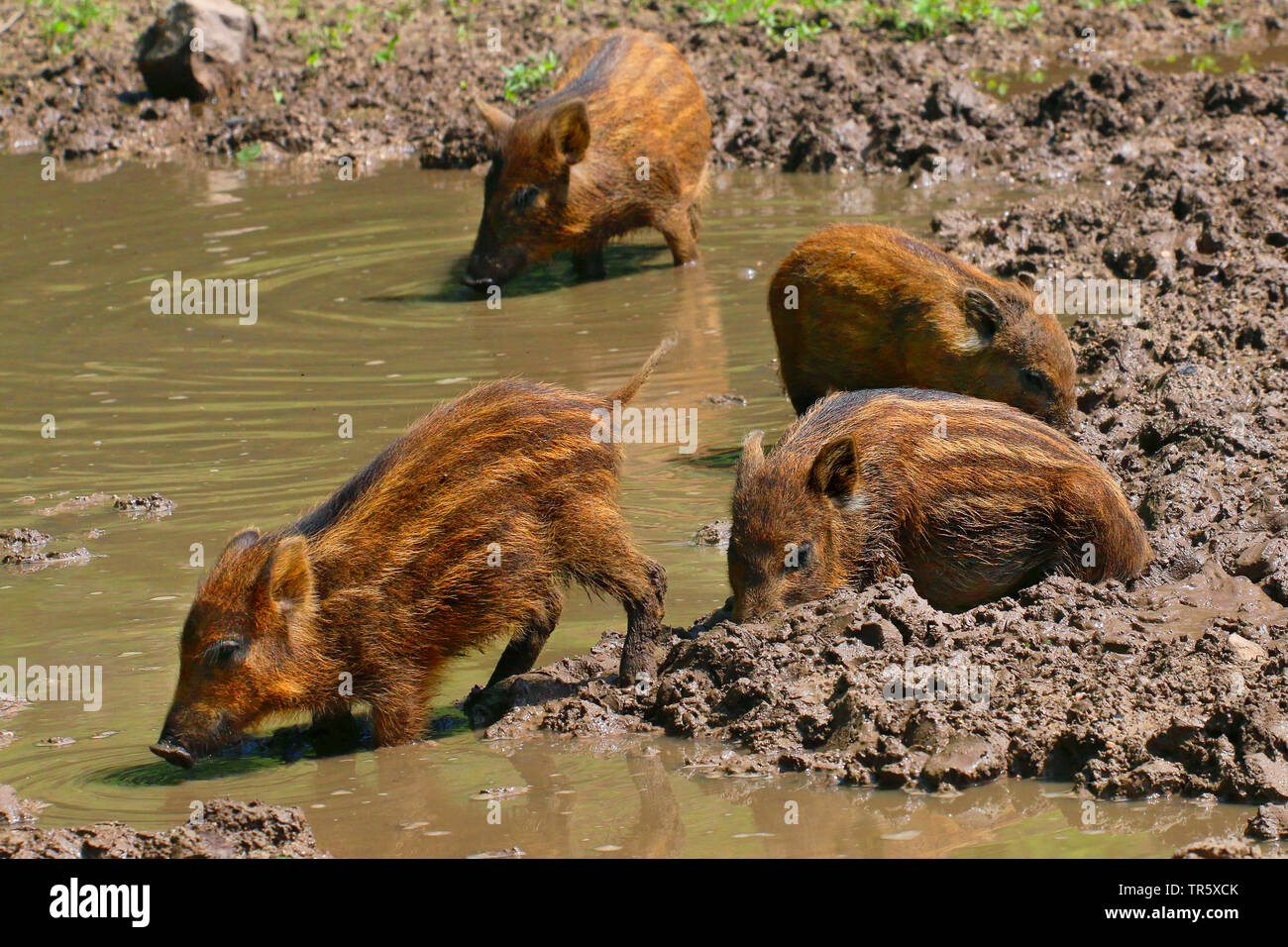 Pig mud holes hi-res stock photography and images - Alamy