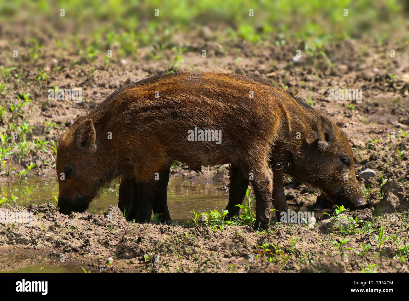 Pig mud holes hi-res stock photography and images - Alamy
