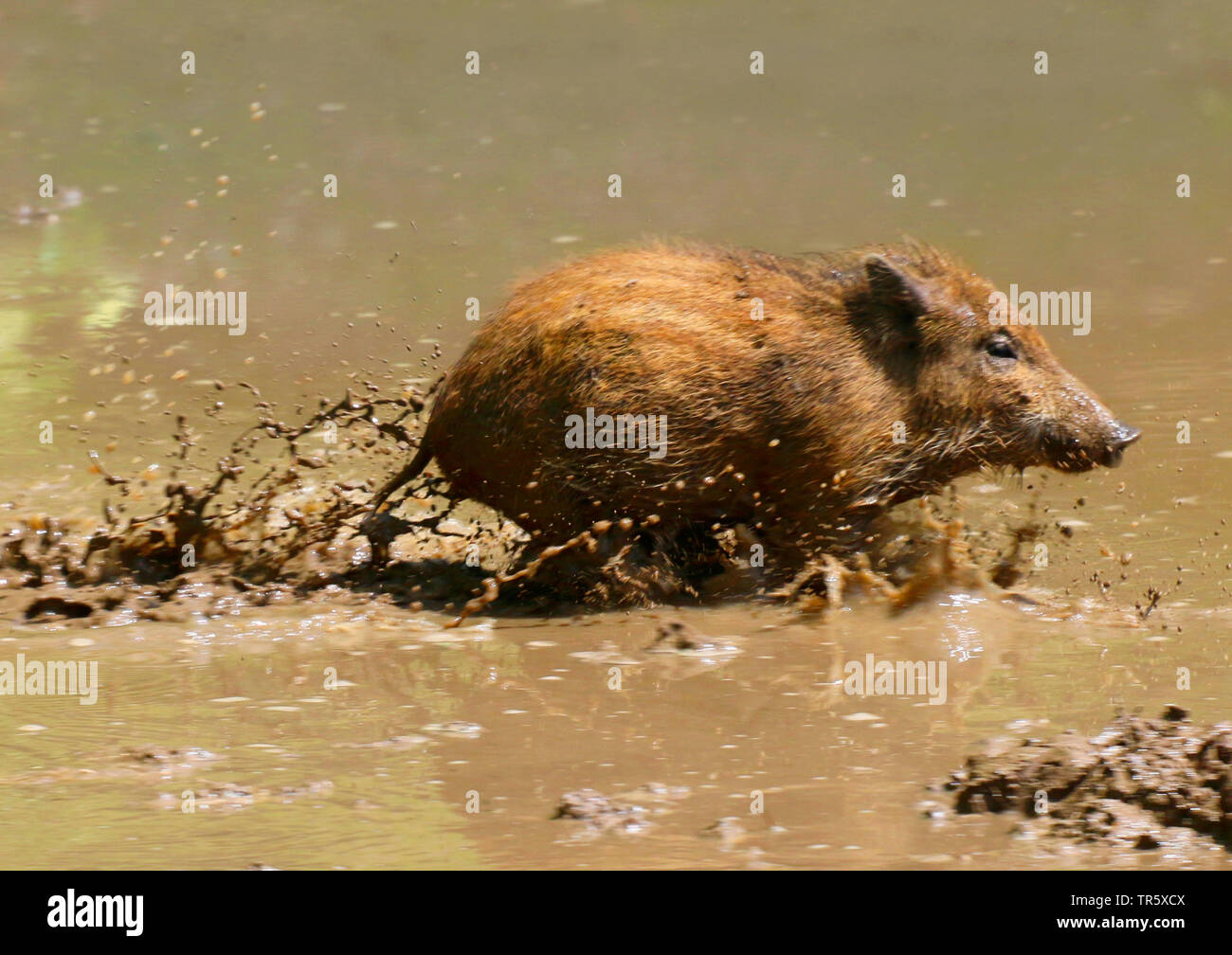 Pig piglet running hi-res stock photography and images - Alamy