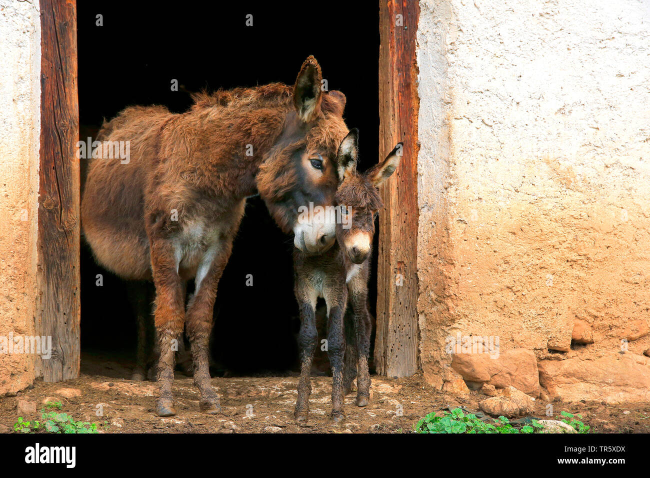 Domestic donkey (Equus asinus asinus), adult with pup in front of a ...