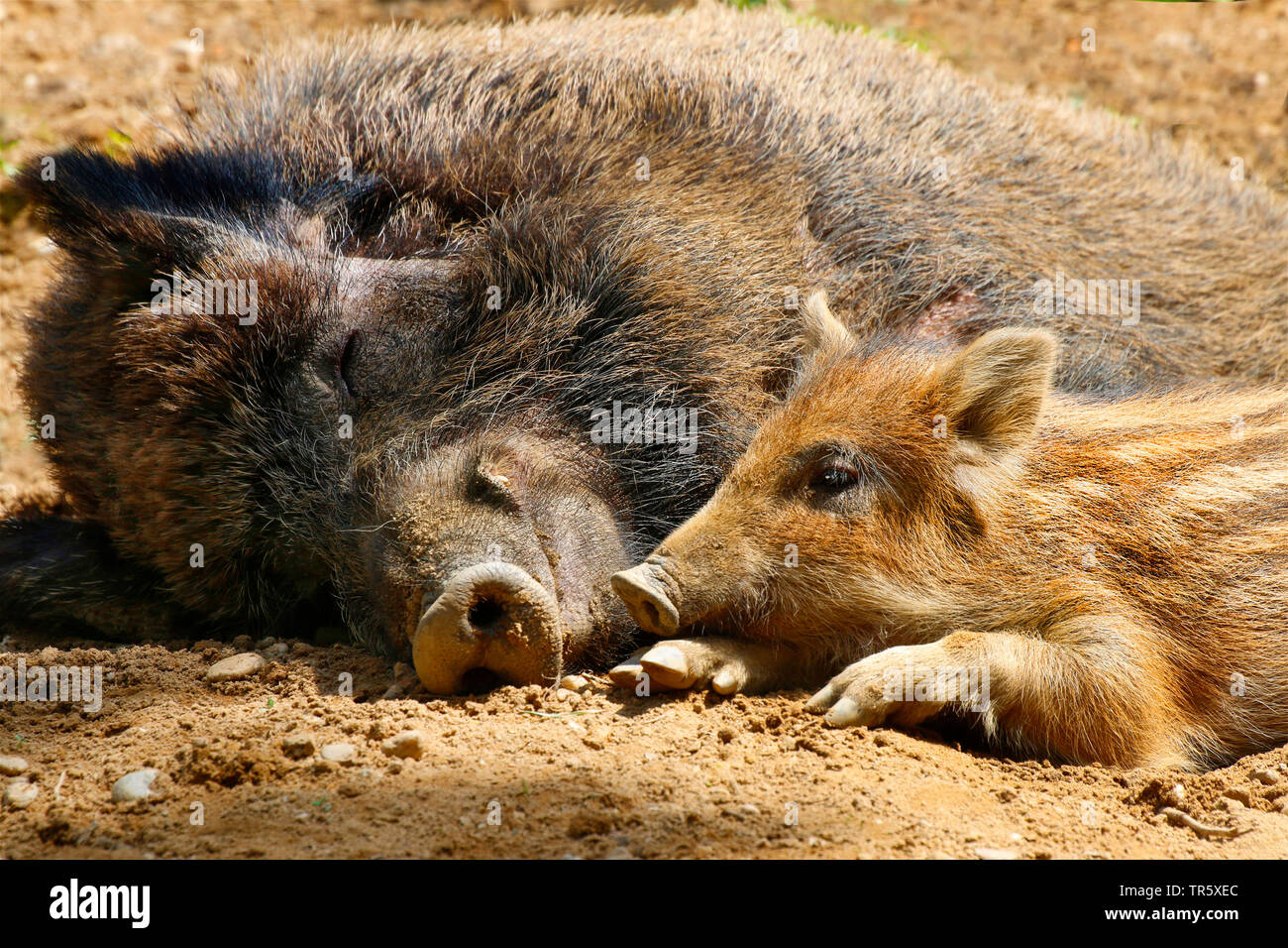 Piglet germany hi-res stock photography and images - Alamy