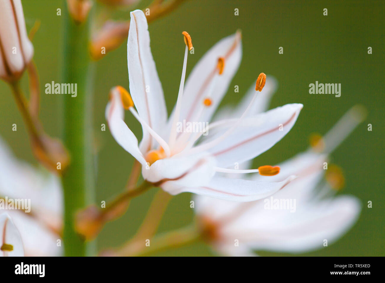 White Asphodel Asphodelus Albus High Resolution Stock Photography and ...