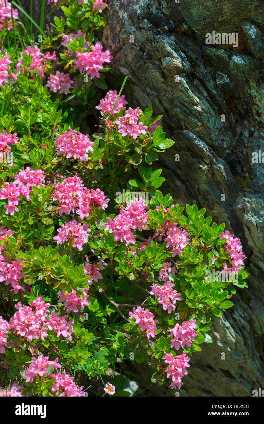 Rust-leaved alpine rose, snow-rose, snowrose, Rusty-leaved alpenrose ...